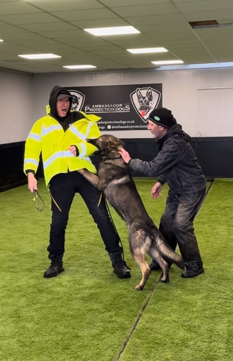 Protection Training - ambassadorprotectiondogs.co.uk
